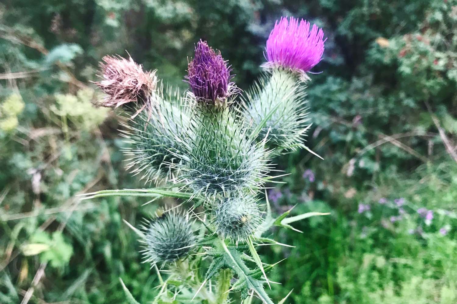 Bodlák proti ateroskleróze a horečkám – Přírodní antivirotika a antibiotika