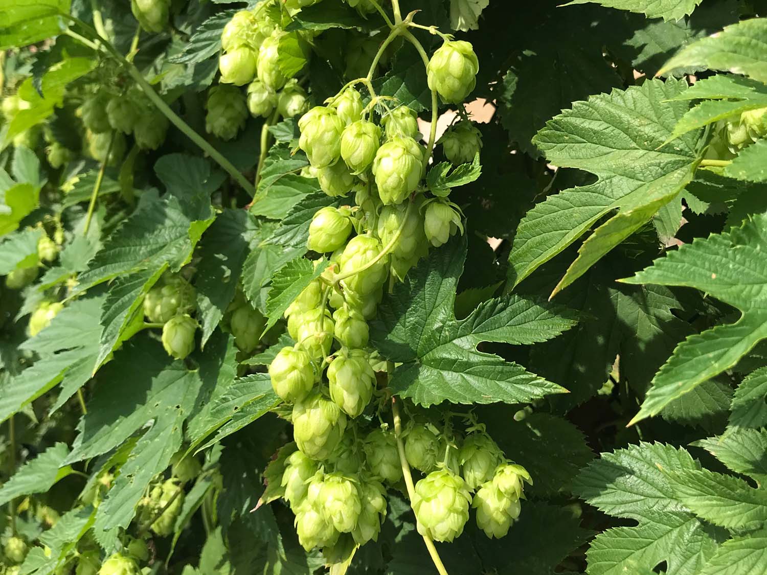 Chmel nepatří jen do piva – Přírodní antivirotika a antibiotika